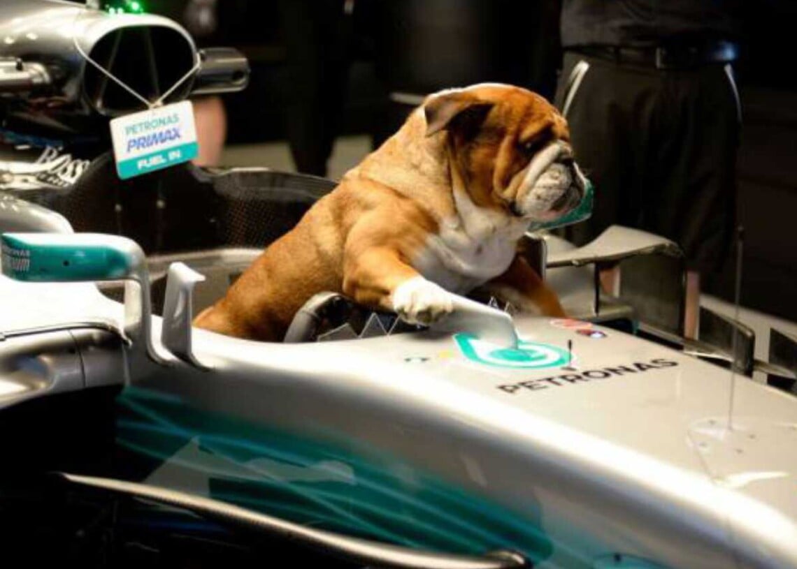 WATCH: Lewis Hamilton has a heartwarming reunion with beloved pet ...