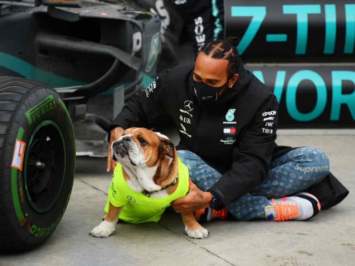 WATCH: Lewis Hamilton has a heartwarming reunion with beloved pet ...