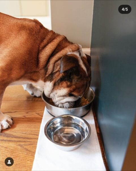 Lewis Hamilton appears in adorable commercial with dog Roscoe for plant ...